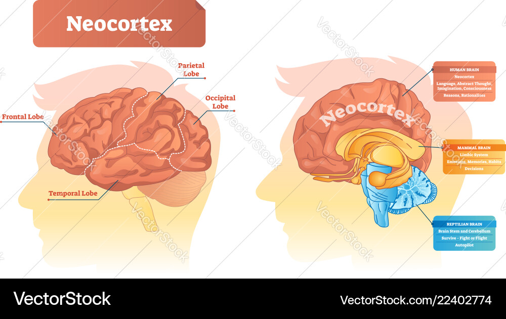 Labeled Brain Anatomy Diagram Royalty Free Vector Image