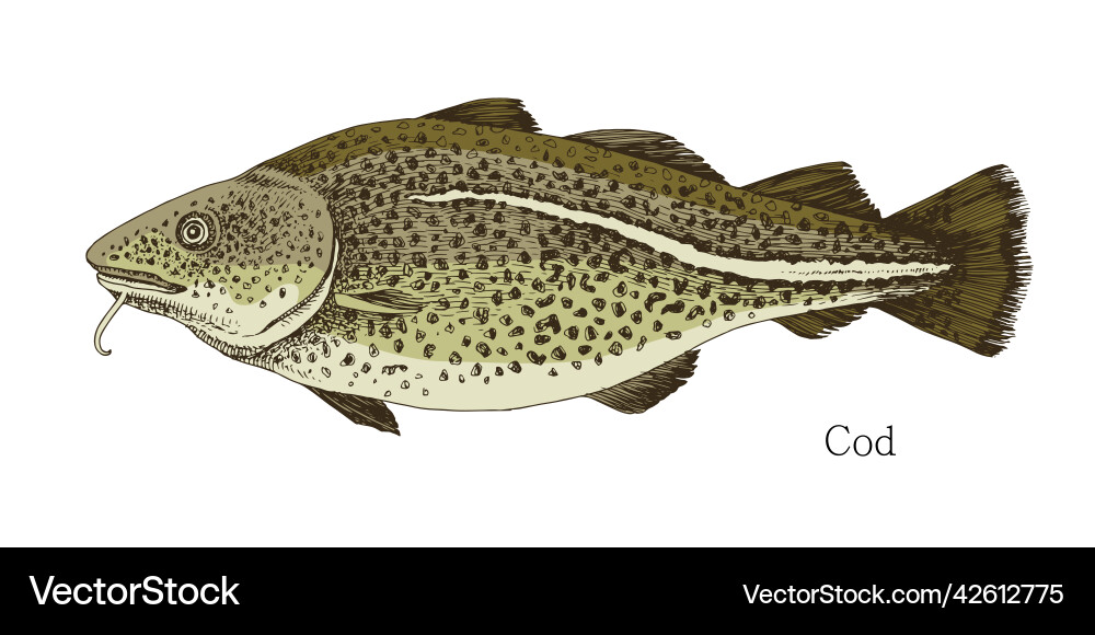 Cod fish hand drawn realistic Royalty Free Vector Image