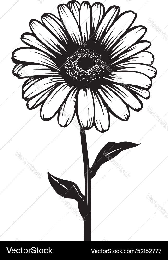 Petals paradise gerbera daisy icon design Vector Image