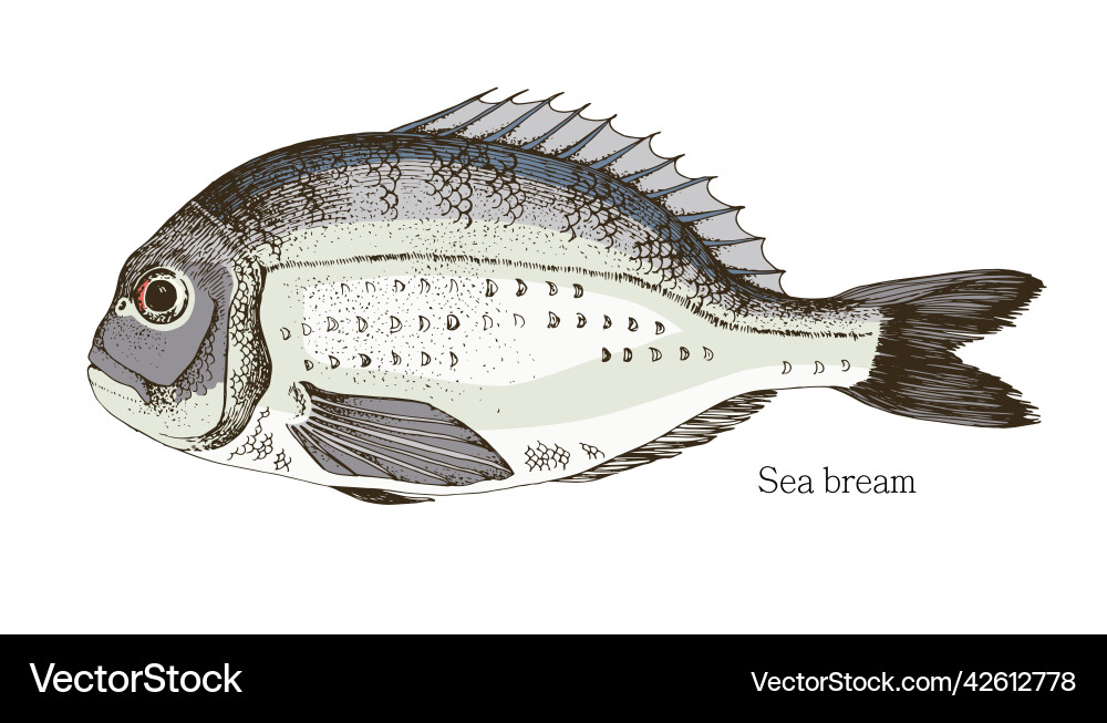 Sea bream fish hand drawn realistic Royalty Free Vector