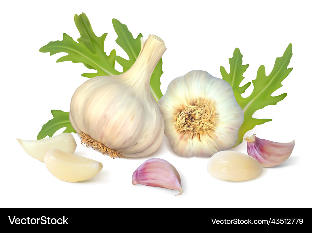 Bulb of garlic isolated Royalty Free Vector Image