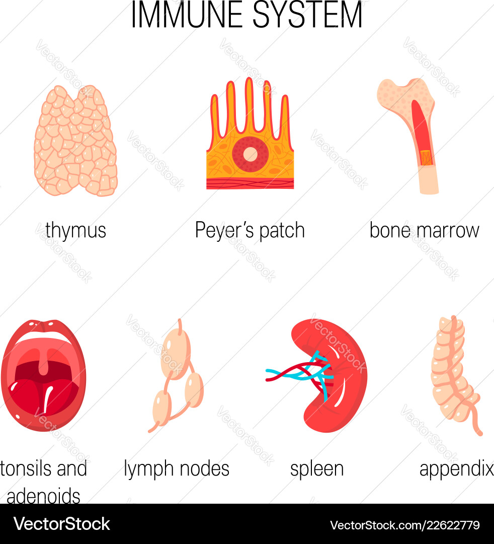 Immune system concept Royalty Free Vector Image