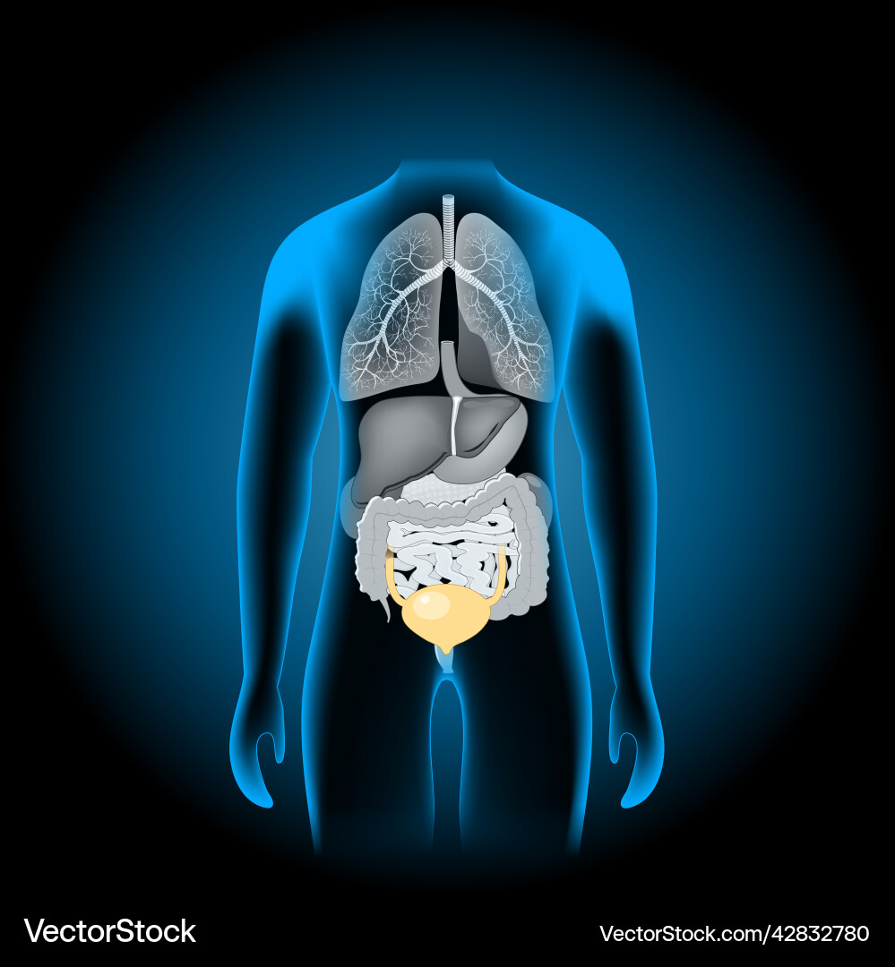 Human Torso - Internal Organs X-Ray Royalty Free Vector