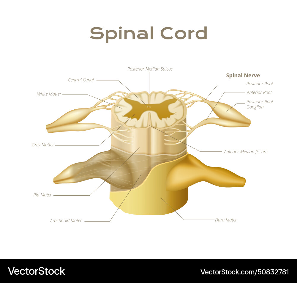 Anatomic spinal cord infographics Royalty Free Vector Image
