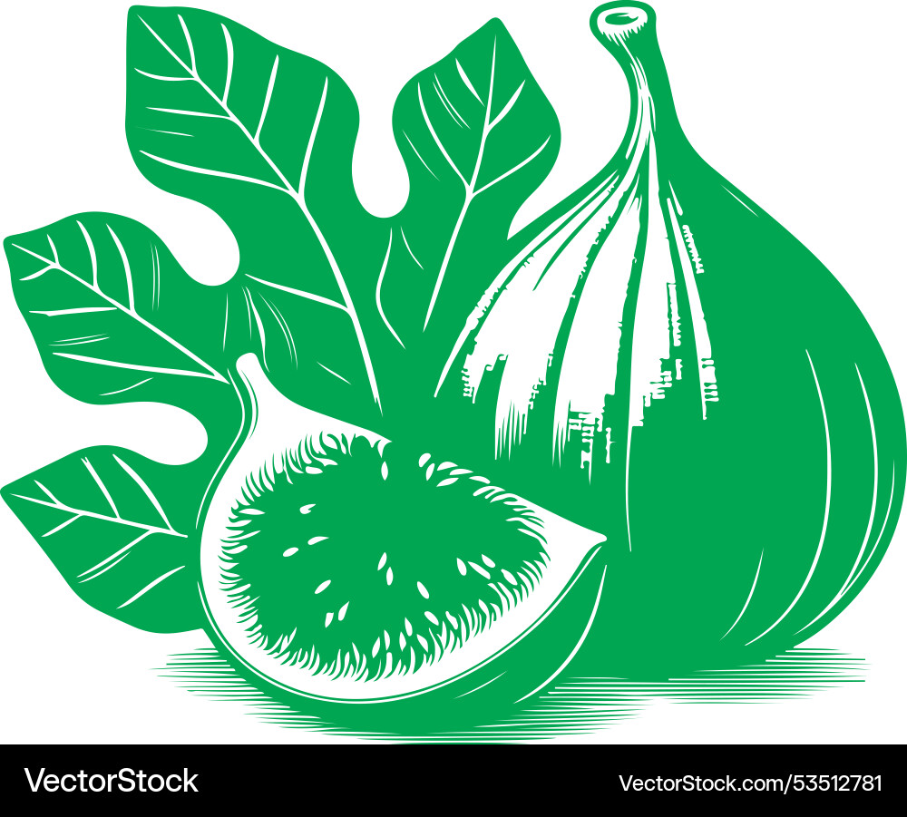 Line art fig branch Royalty Free Vector Image - VectorStock