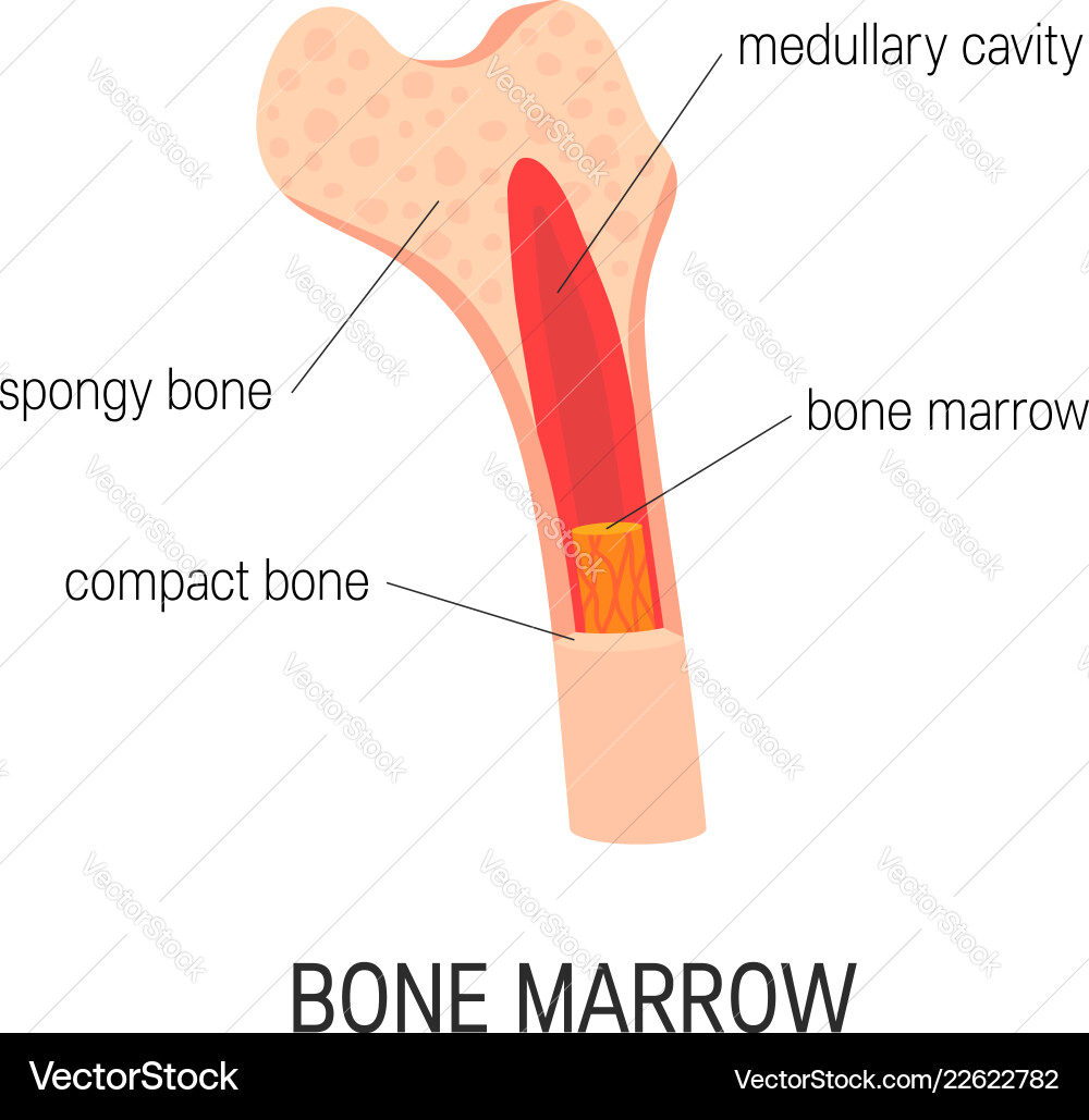 Bone marrow concept Royalty Free Vector Image - VectorStock