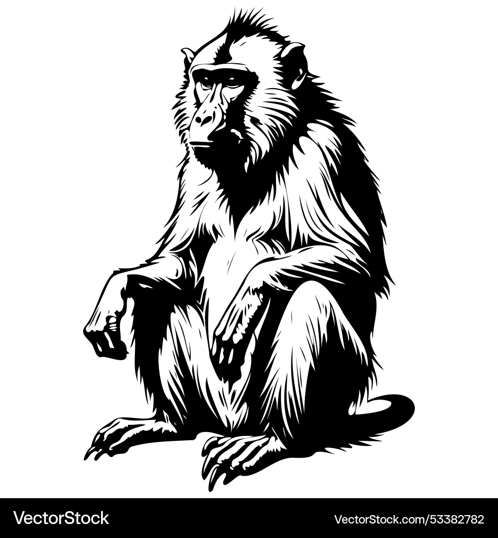 Sketches baboon sitting monochrome outline Vector Image