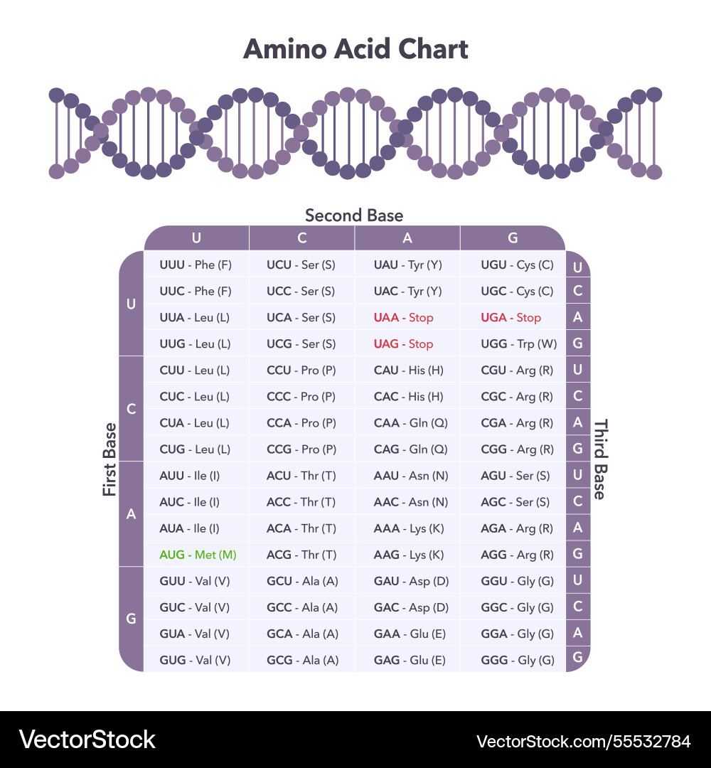 Aa codon chart Royalty Free Vector Image - VectorStock