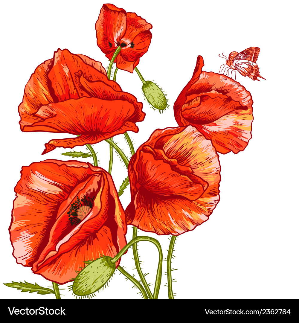 Bunch of beautiful red poppy Royalty Free Vector Image