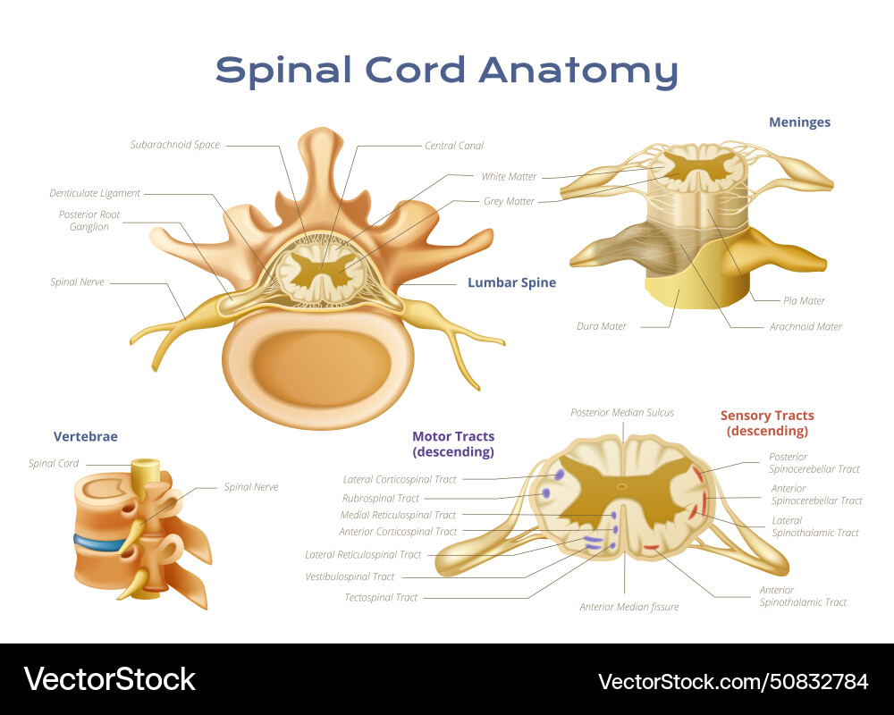 Spinal cord anatomy infographics Royalty Free Vector Image