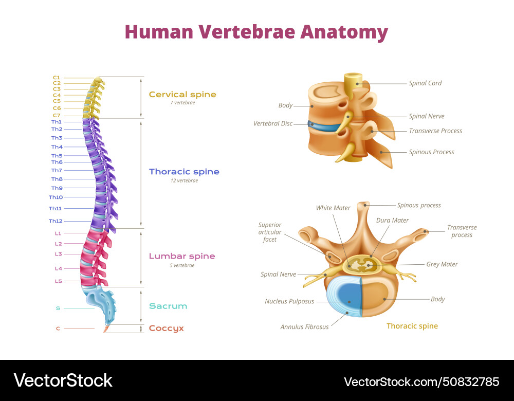 Human vertebrae diagram infographics Royalty Free Vector