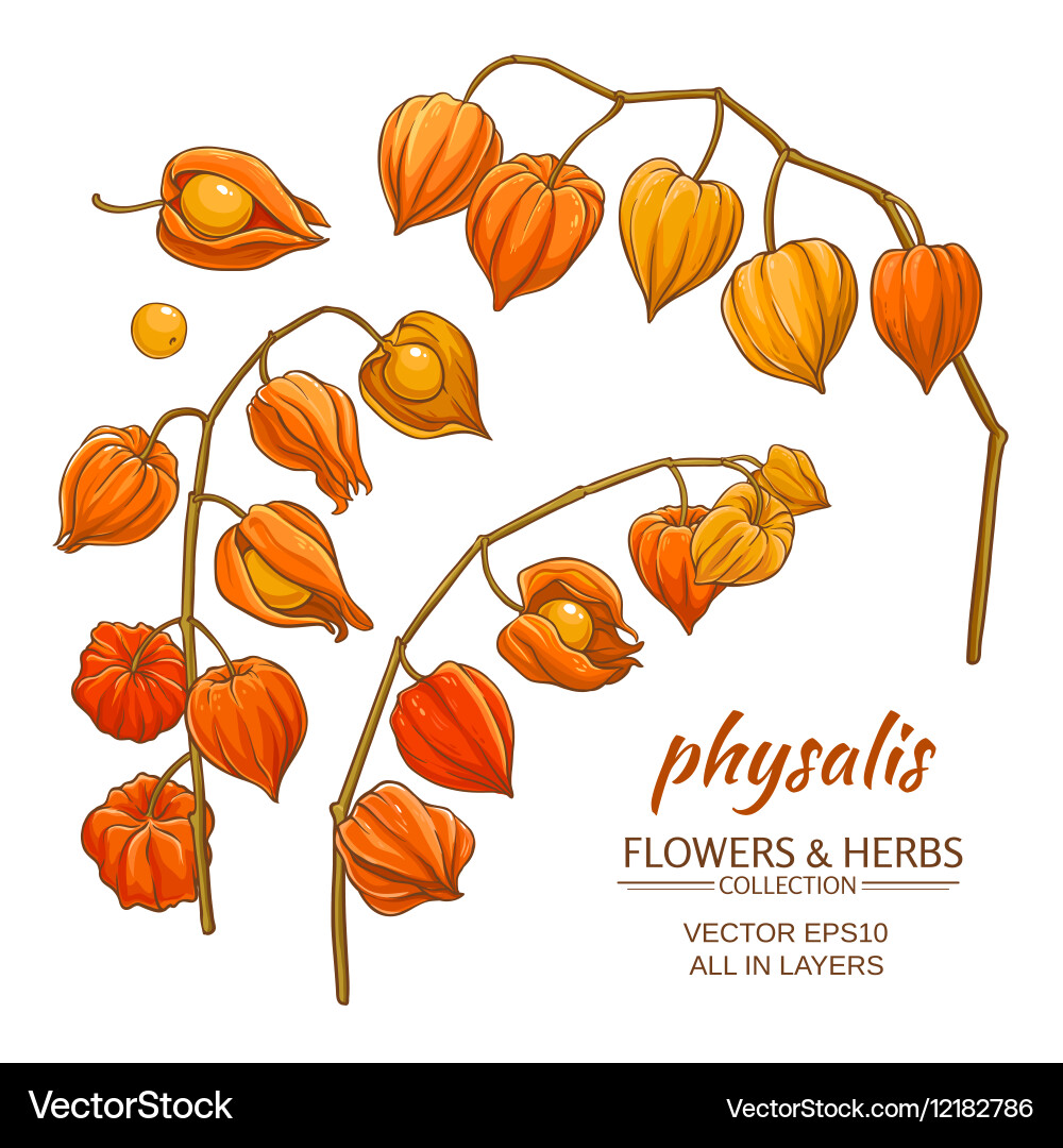 Uvilla Vector Images (12)