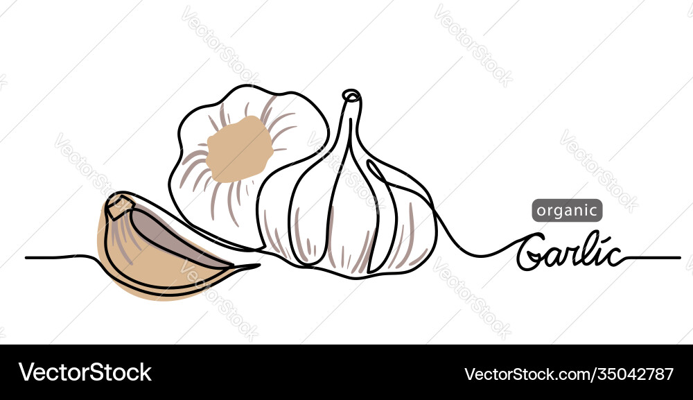 Single Line Garlic Bulb Royalty Free Vector Image