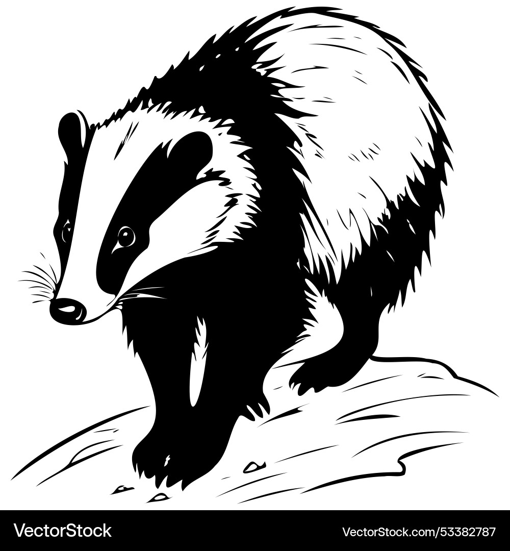 Sketches badger monochrome outline drawing Vector Image