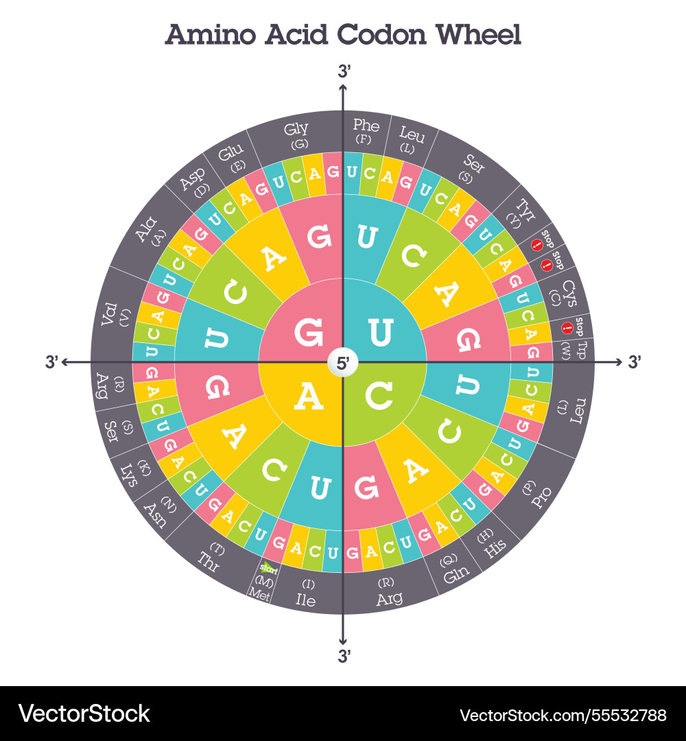 Aa wheel Royalty Free Vector Image - VectorStock