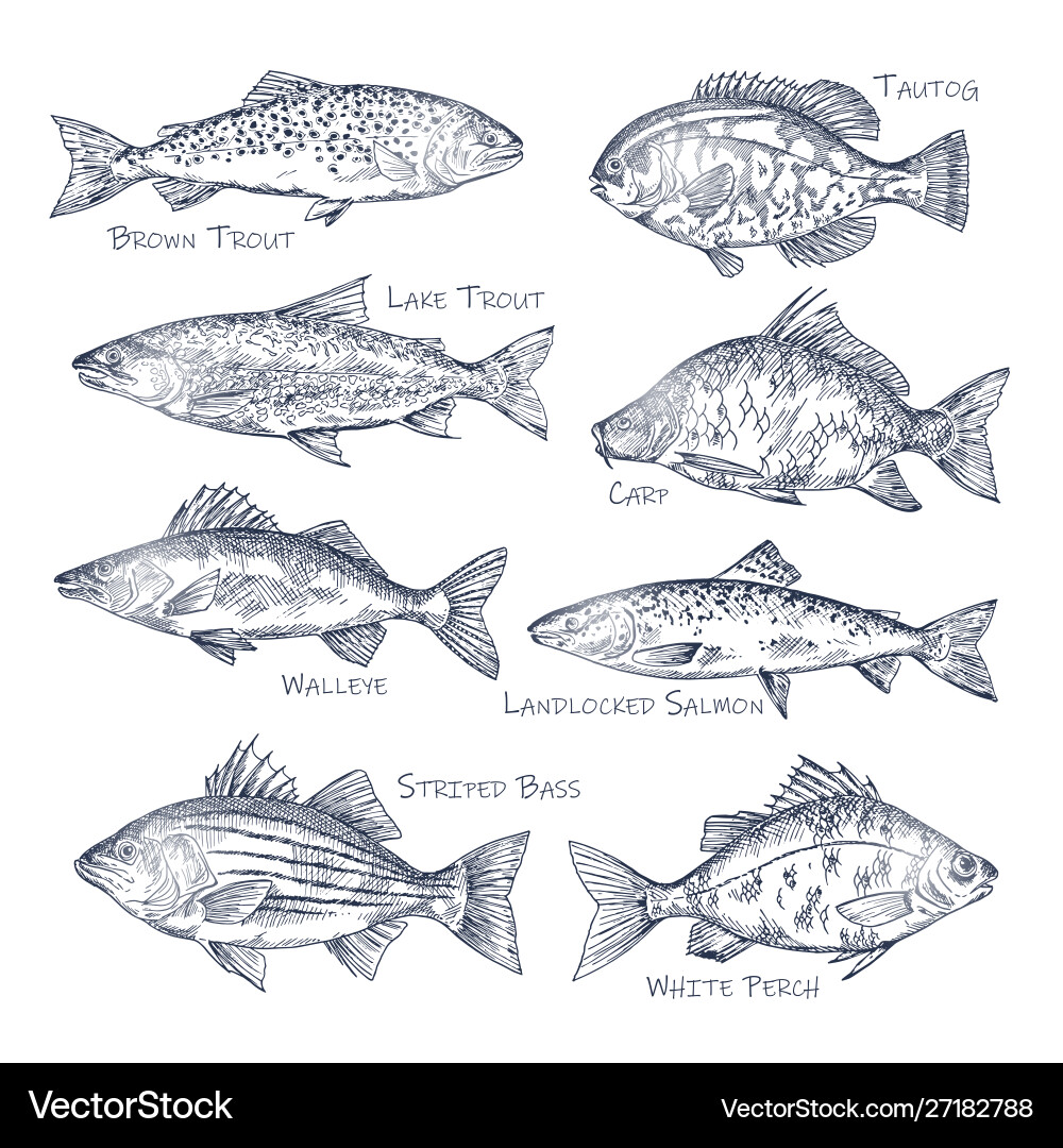 River and Ocean Fish Sketch Royalty Free Vector Image