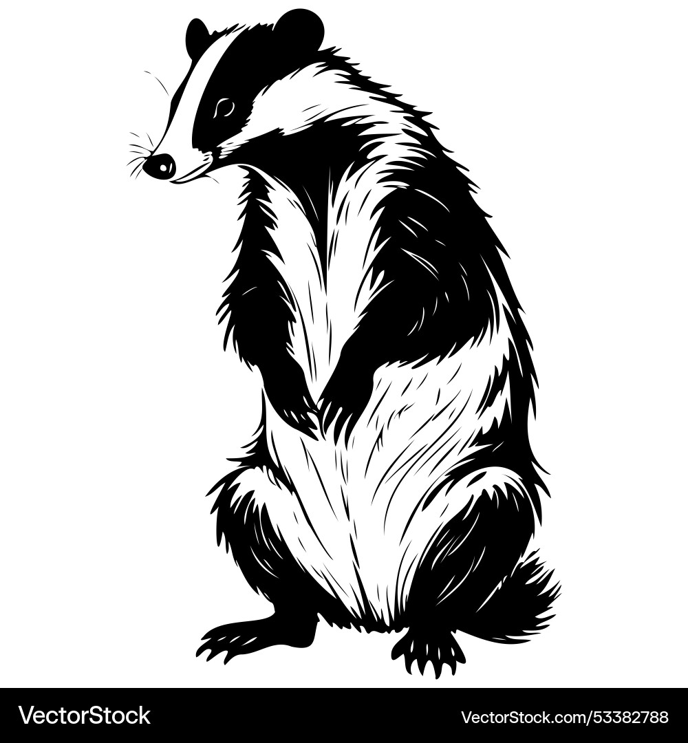Sketches badger sitting monochrome outline Vector Image