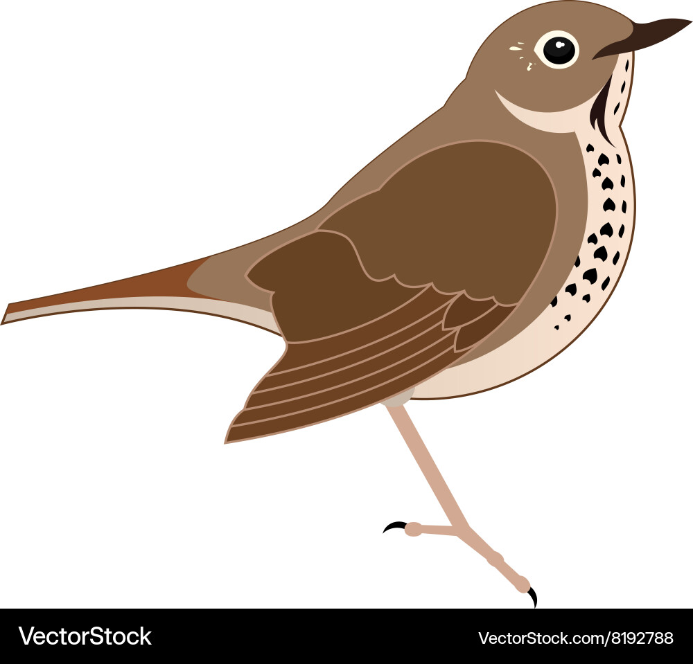 Thrush Royalty Free Vector Image - VectorStock