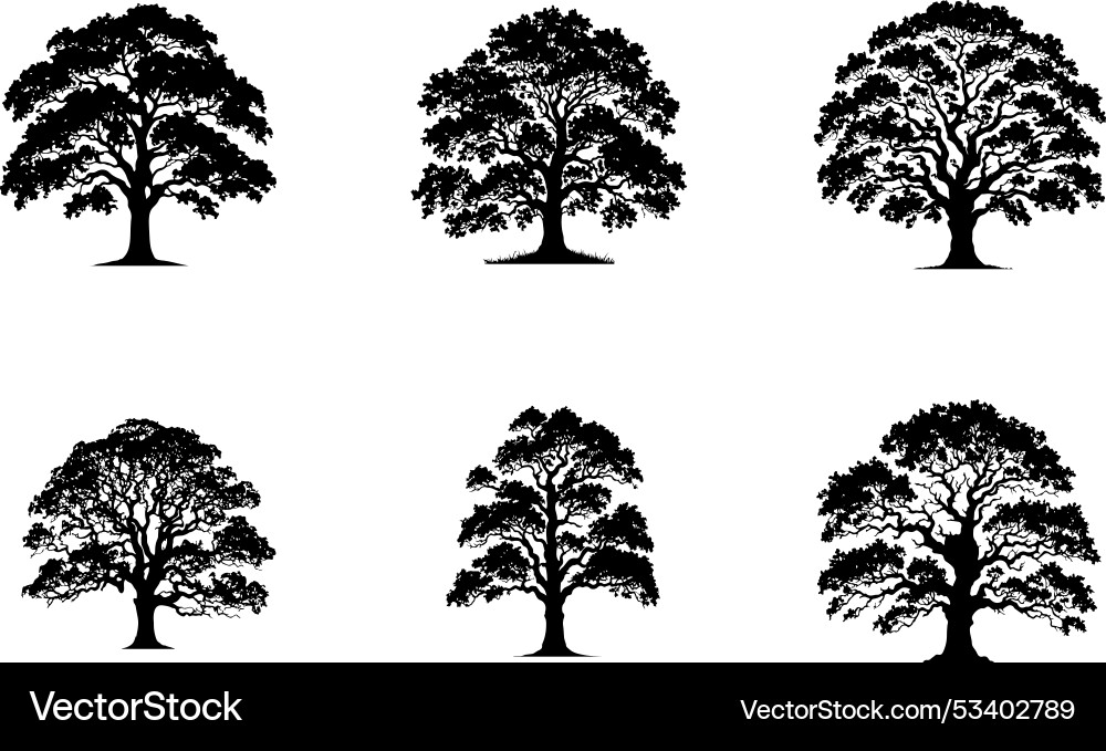 Group silhouettes oak tree Royalty Free Vector Image