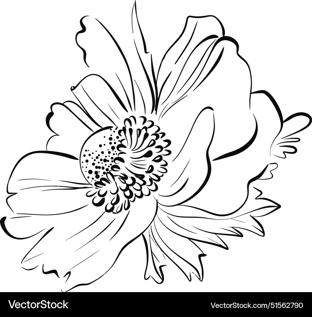Flower anemone in graphics style paris Royalty Free Vector