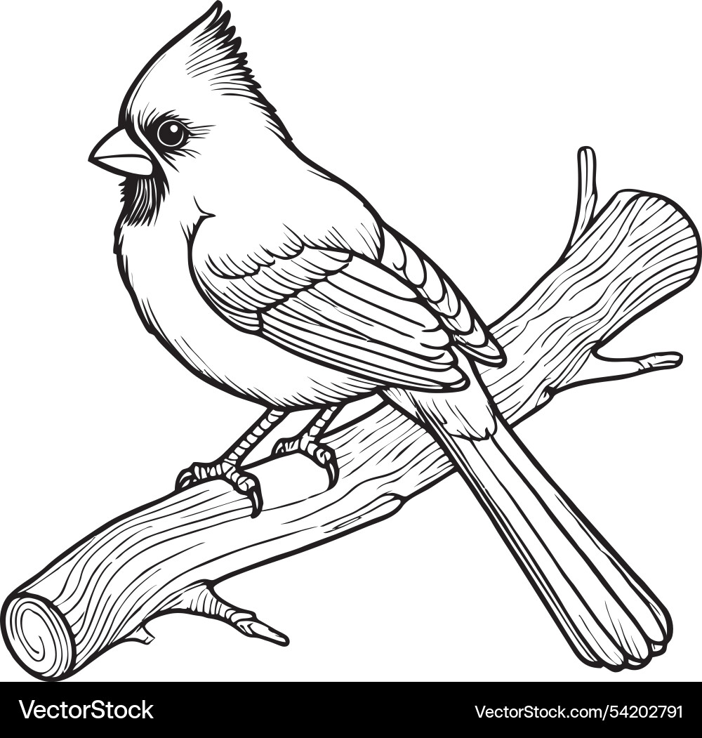 Cute cardinal bird line art Royalty Free Vector Image