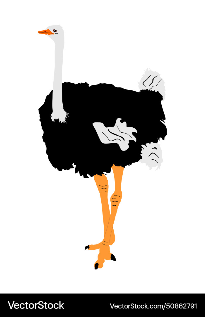 Ostrich isolated on white Royalty Free Vector Image