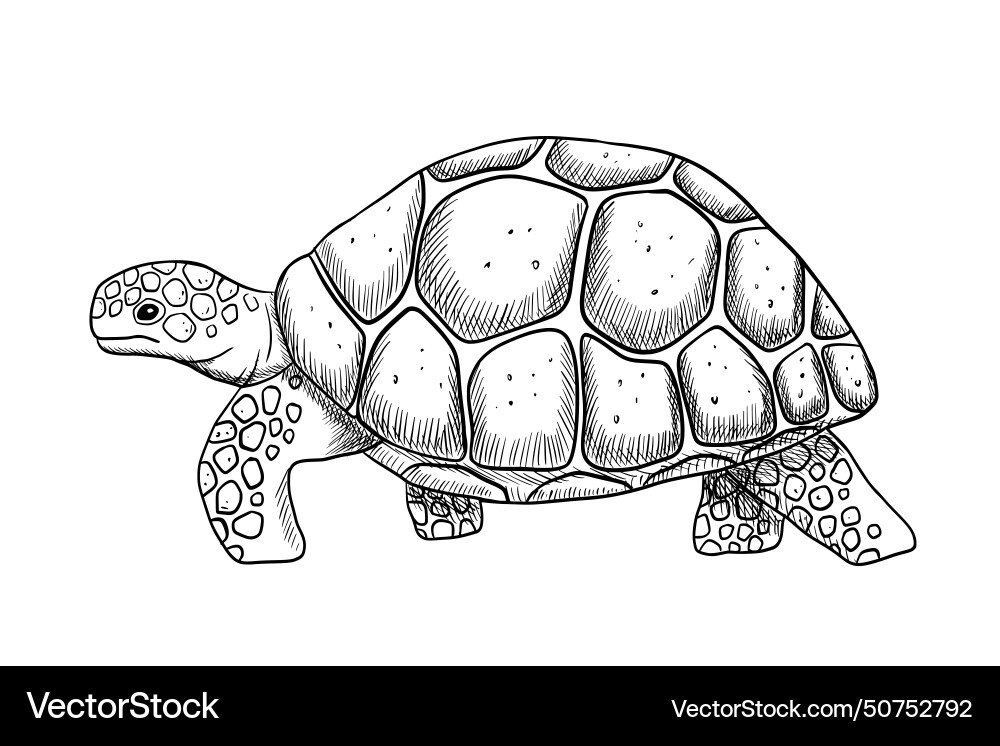 Going engraving sea turtle isolated on white Vector Image