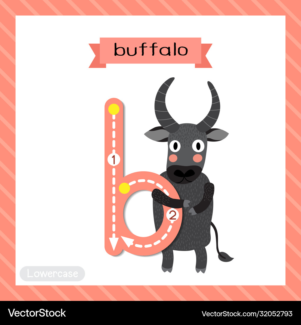 Letter b lowercase tracing buffalo standing Vector Image