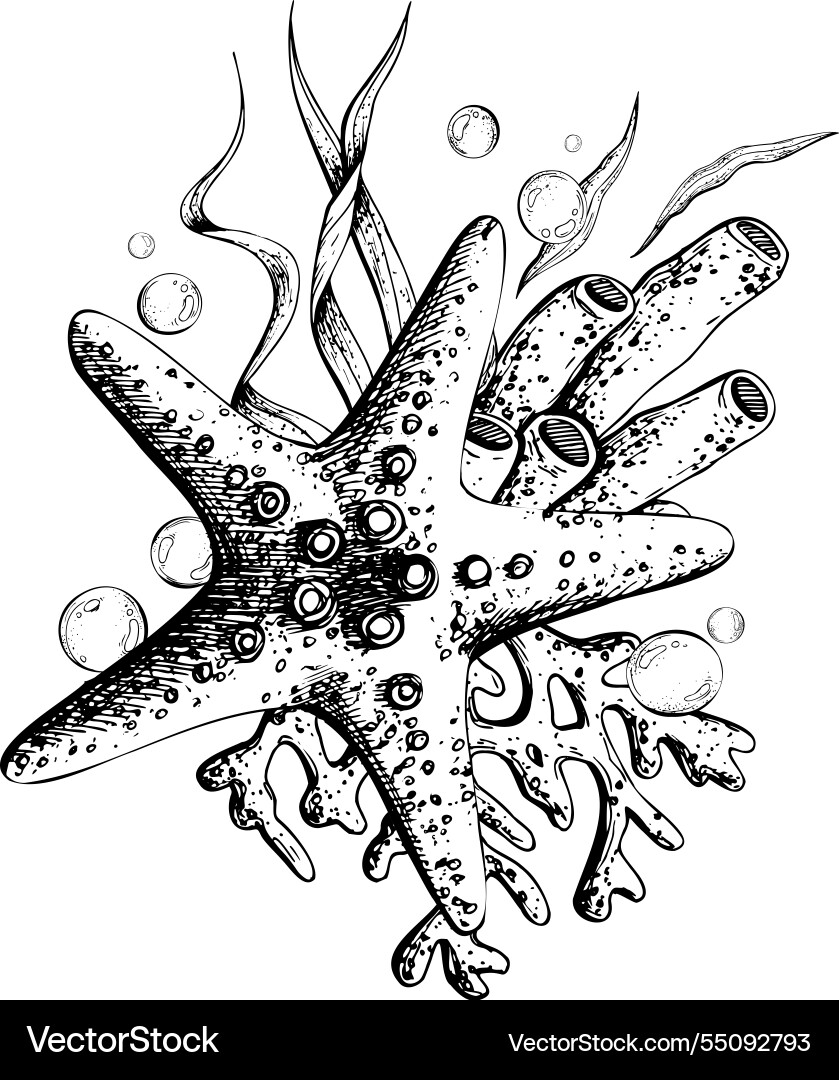 Starfish coral sea sponge algae and bubbles Vector Image