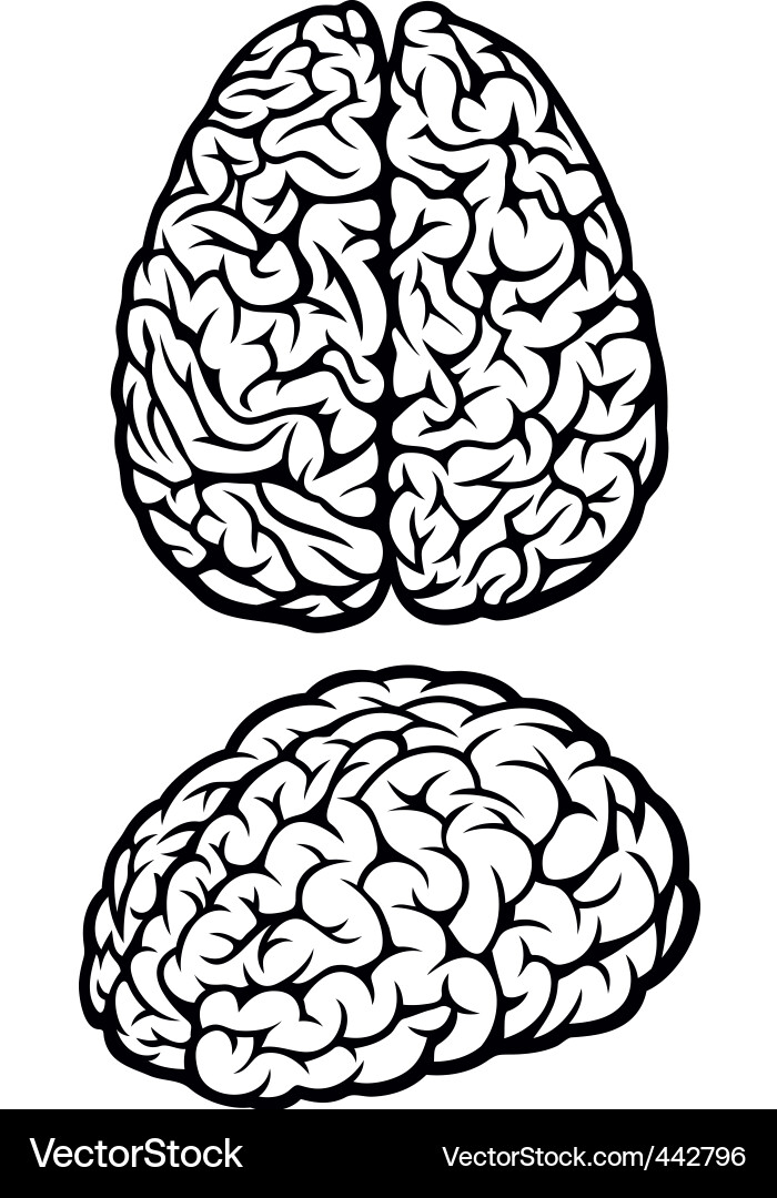 Brain Royalty Free Vector Image - VectorStock Brain Royalty Free Vector Image - VectorStock