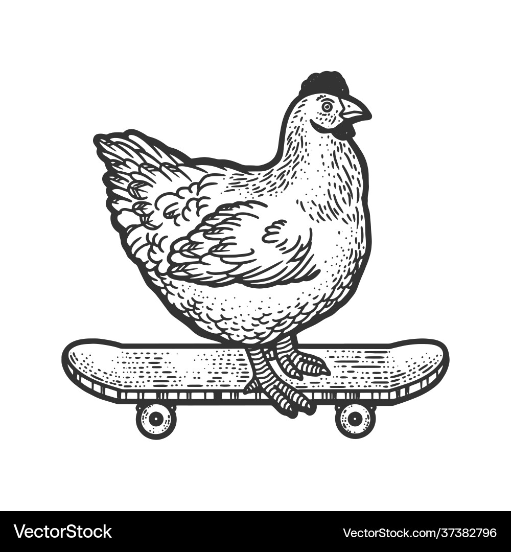 Chicken on skateboard sketch Royalty Free Vector Image