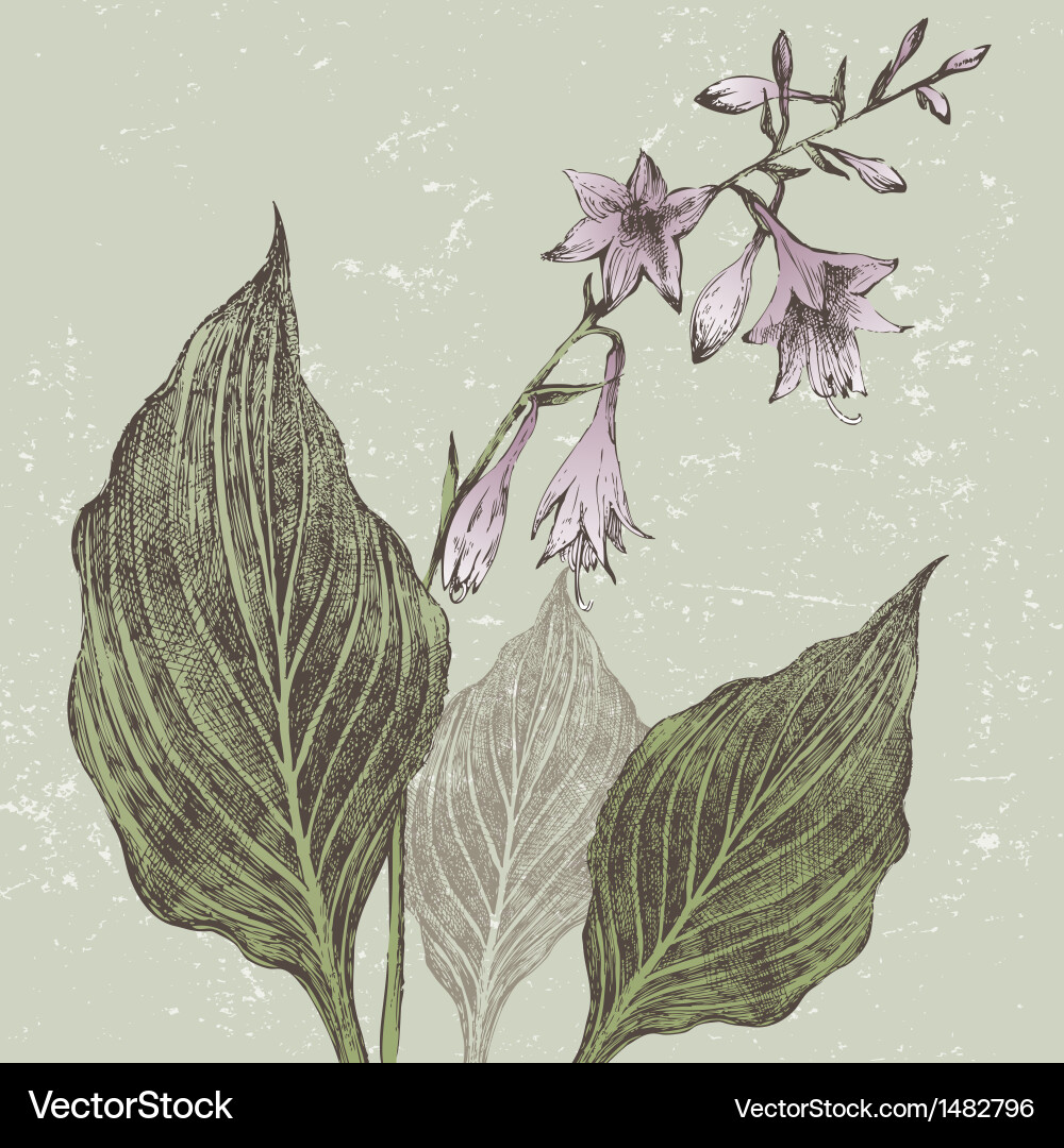 Hosta Royalty Free Vector Image - VectorStock
