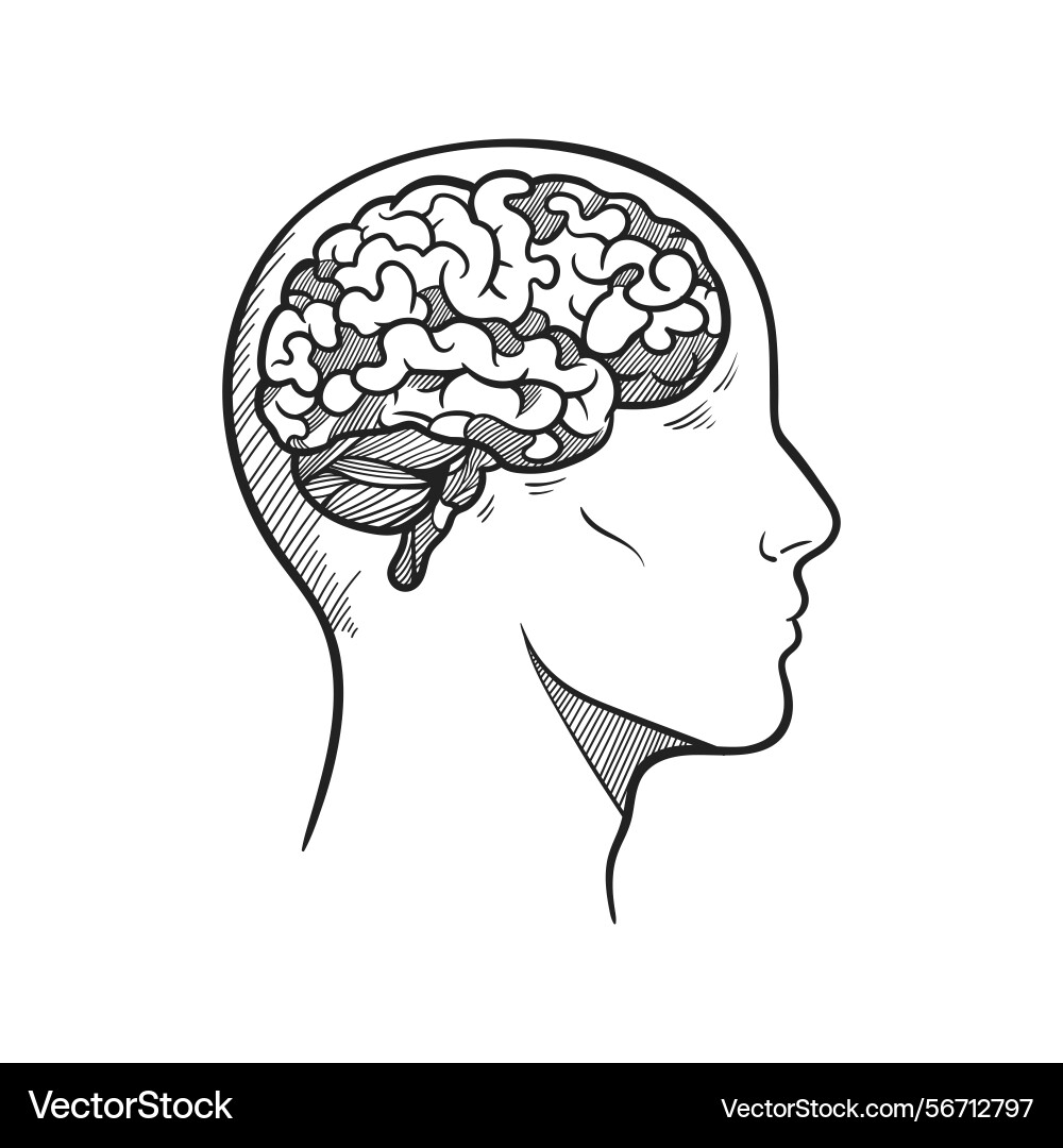 Line drawing of a brain inside head profile Vector Image
