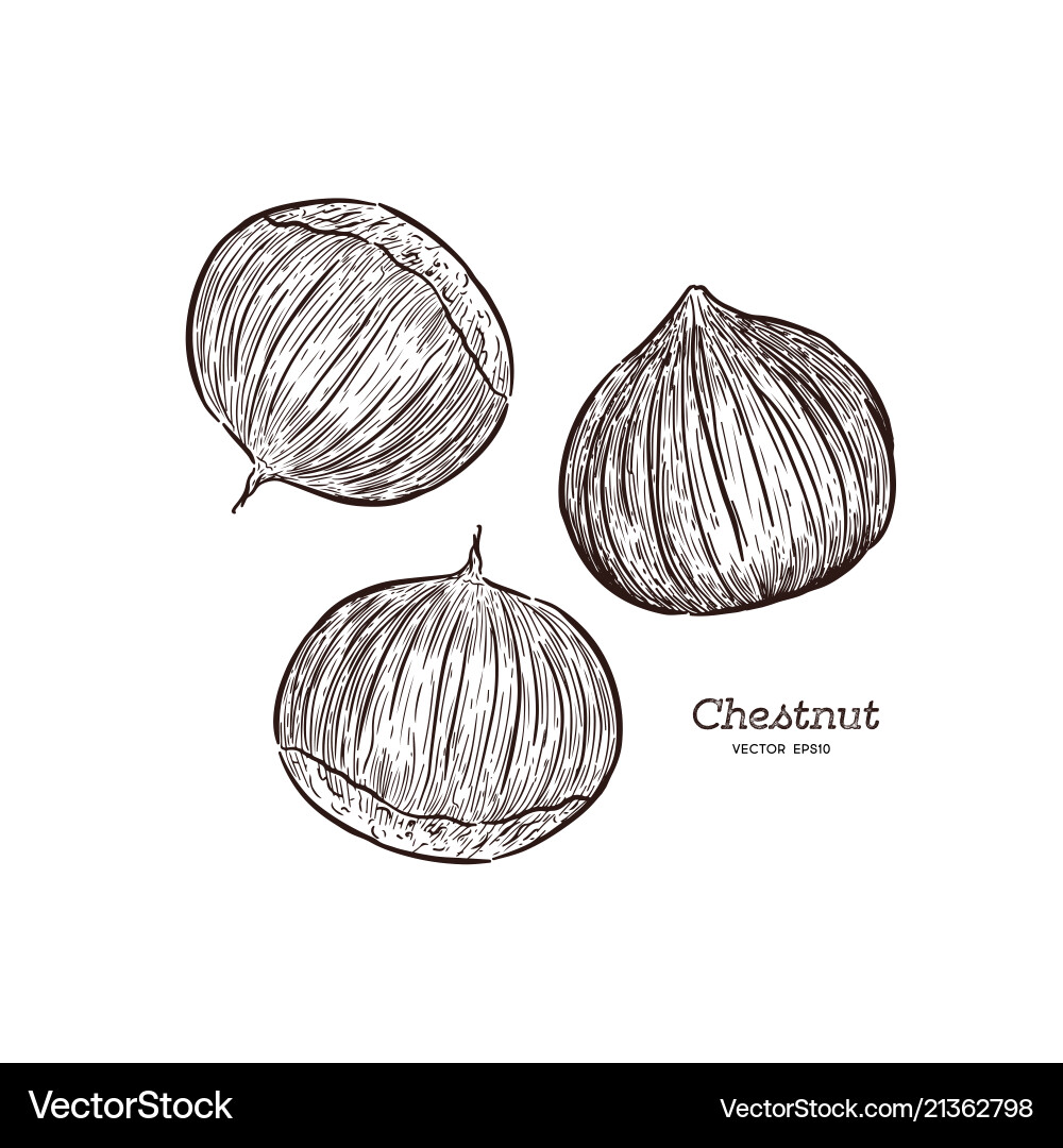 Detailed Chestnut Engraving Royalty Free Vector Image