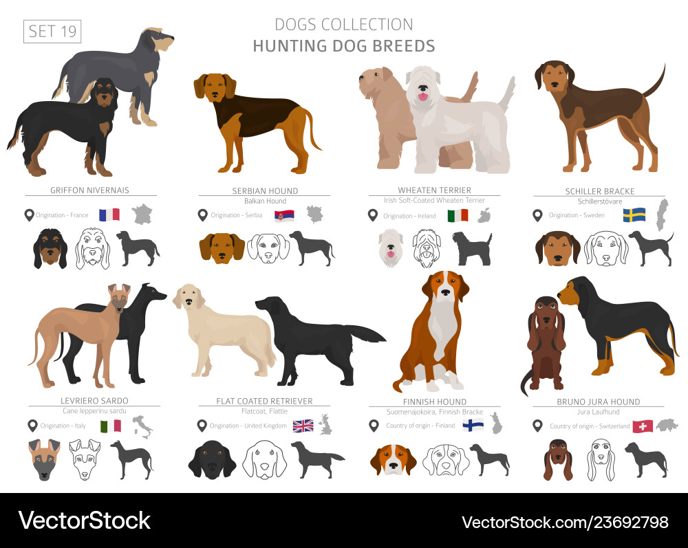 Hunting dogs collection isolated on white flat Vector Image
