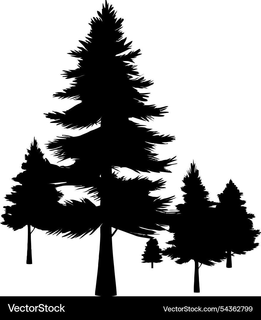 Evergreen pine tree branch Royalty Free Vector Image