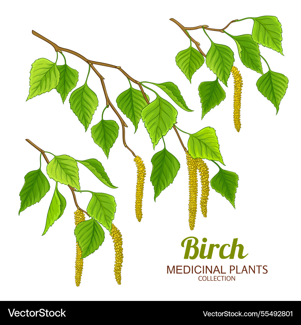Birch branch colored detailed Royalty Free Vector Image