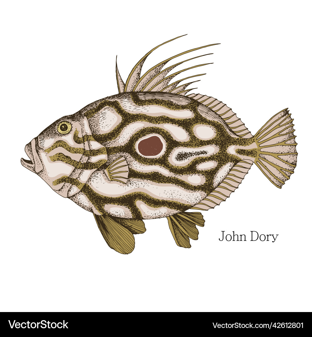 John dory fish hand drawn realistic Royalty Free Vector