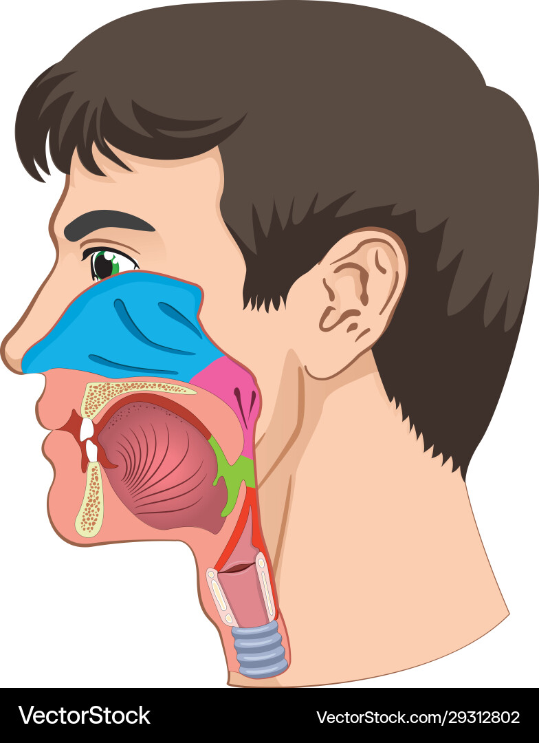Larynx and pharynx anatomy human head Royalty Free Vector