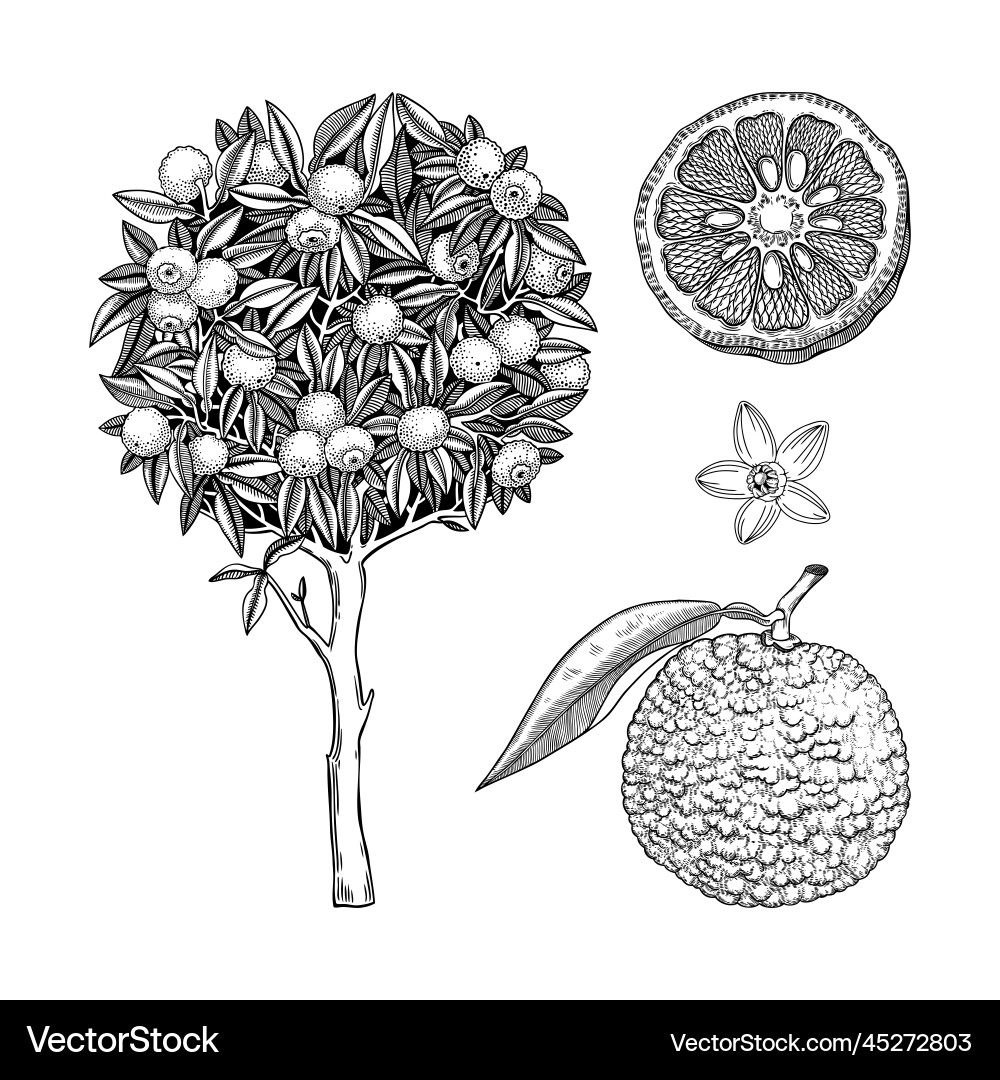 Sketched yuzu set with decorative tree fruit Vector Image