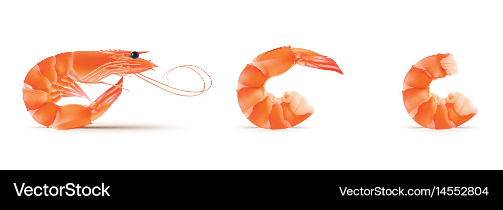 Shrimp seafood set prawn with head Royalty Free Vector Image