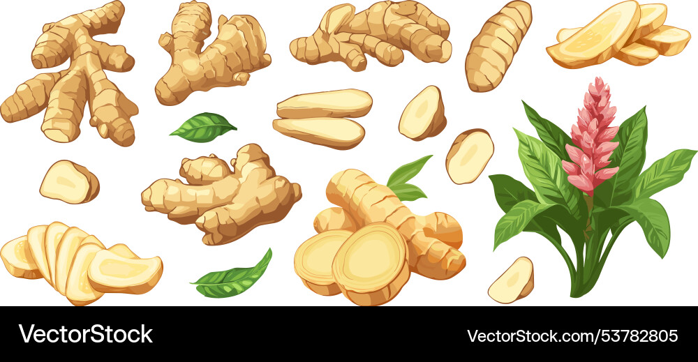 Ginger set plant flower whole and roots Royalty Free Vector
