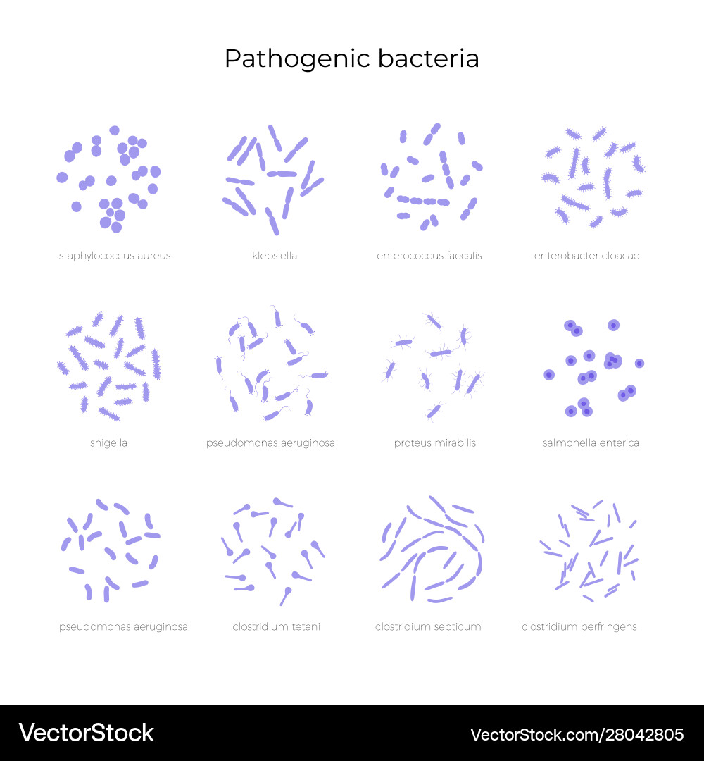 Pathogenic bacteria Royalty Free Vector Image - VectorStock