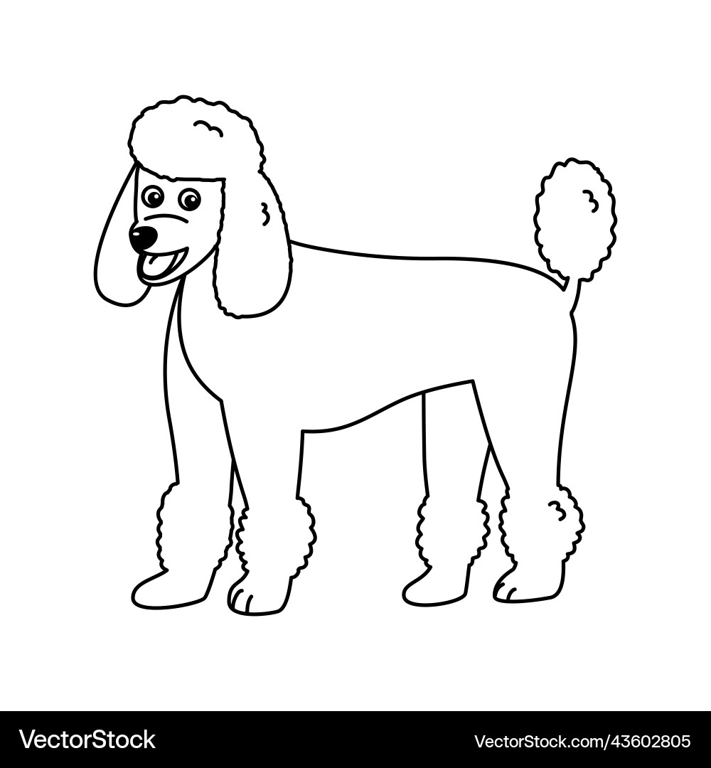 Poodle dog colouring page outline Royalty Free Vector Image