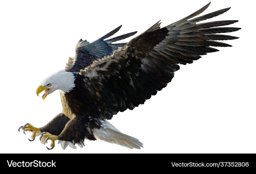 Bald eagle landing swoop attack hand draw white Vector Image