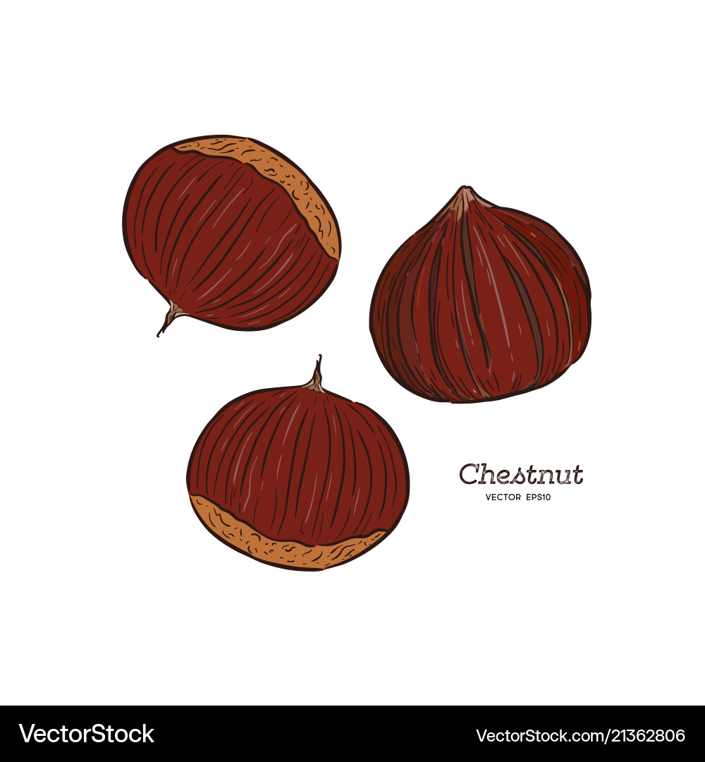 Chestnut drawing engraving ink line art Royalty Free Vector