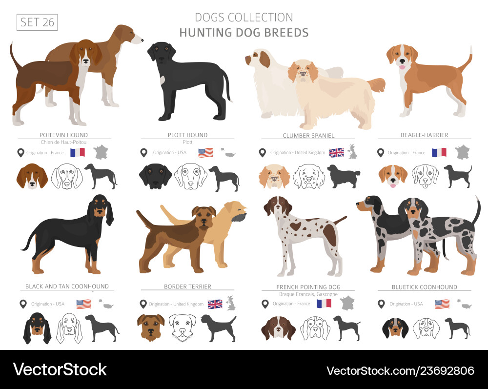 Hunting Dog Breed Collection Royalty Free Vector Image