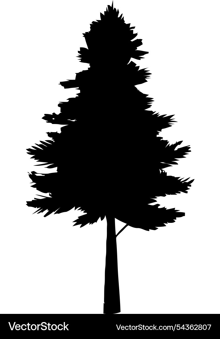 Evergreen pine tree branch Royalty Free Vector Image