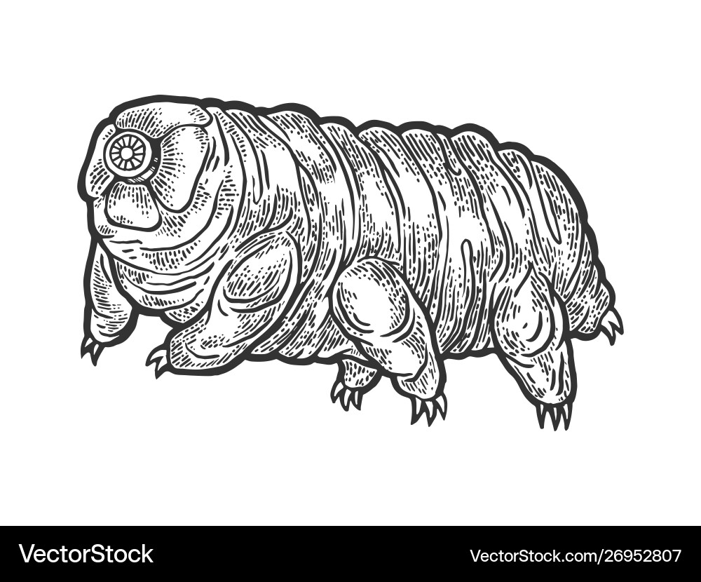 Tardigrade water bear sketch engraving Royalty Free Vector