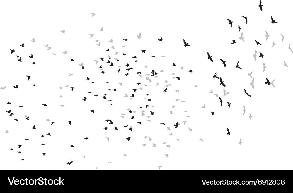 Flying birds Royalty Free Vector Image - VectorStock